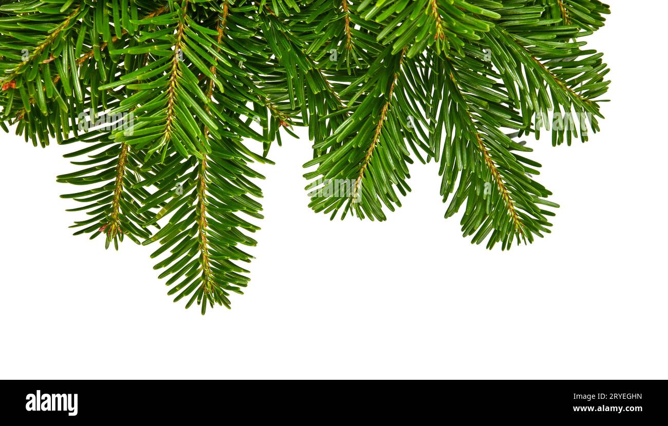 Spruce tree branch close hi-res stock photography and images - Alamy