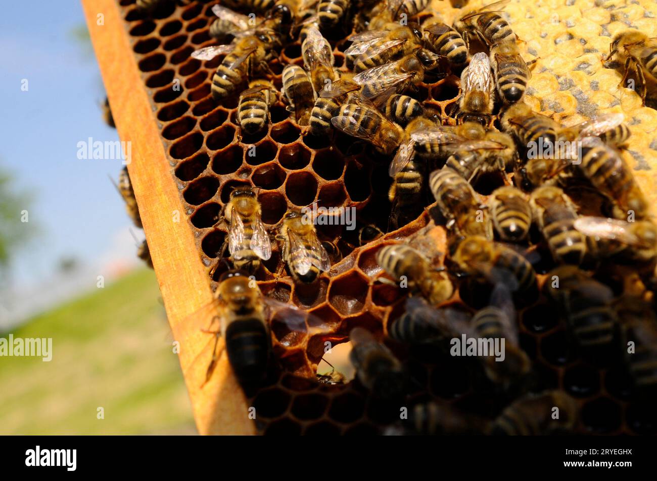 Honey comb with honey bees Stock Photo - Alamy