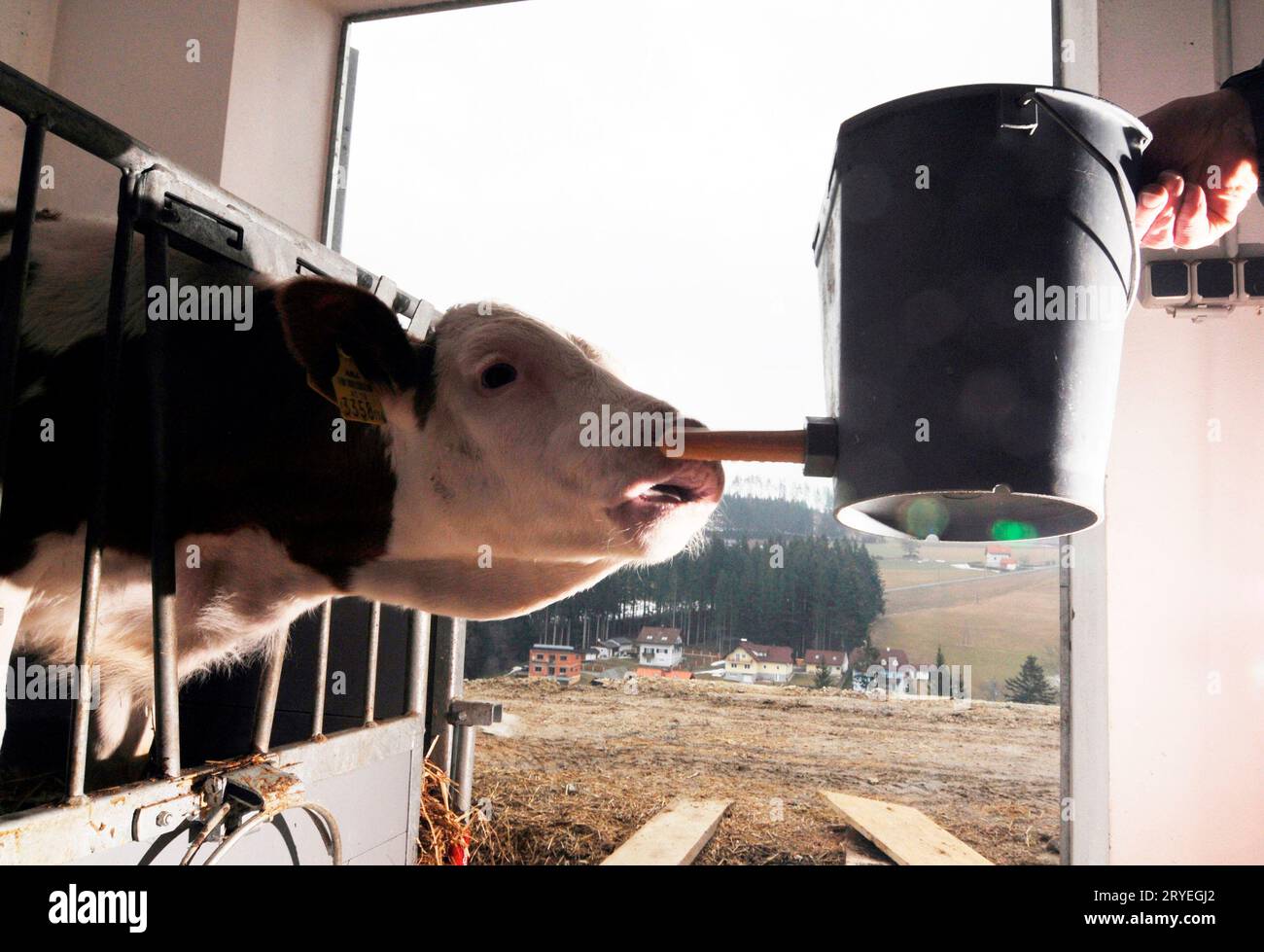 Farming feeding a young calf behind the fence Stock Photo - Alamy