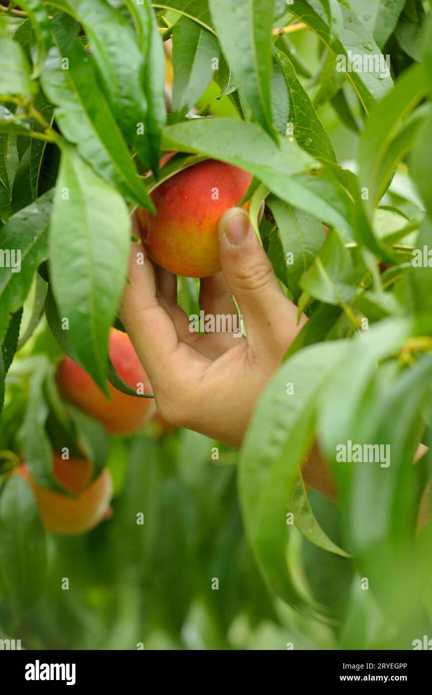 Peach tree harvesting hi-res stock photography and images - Alamy