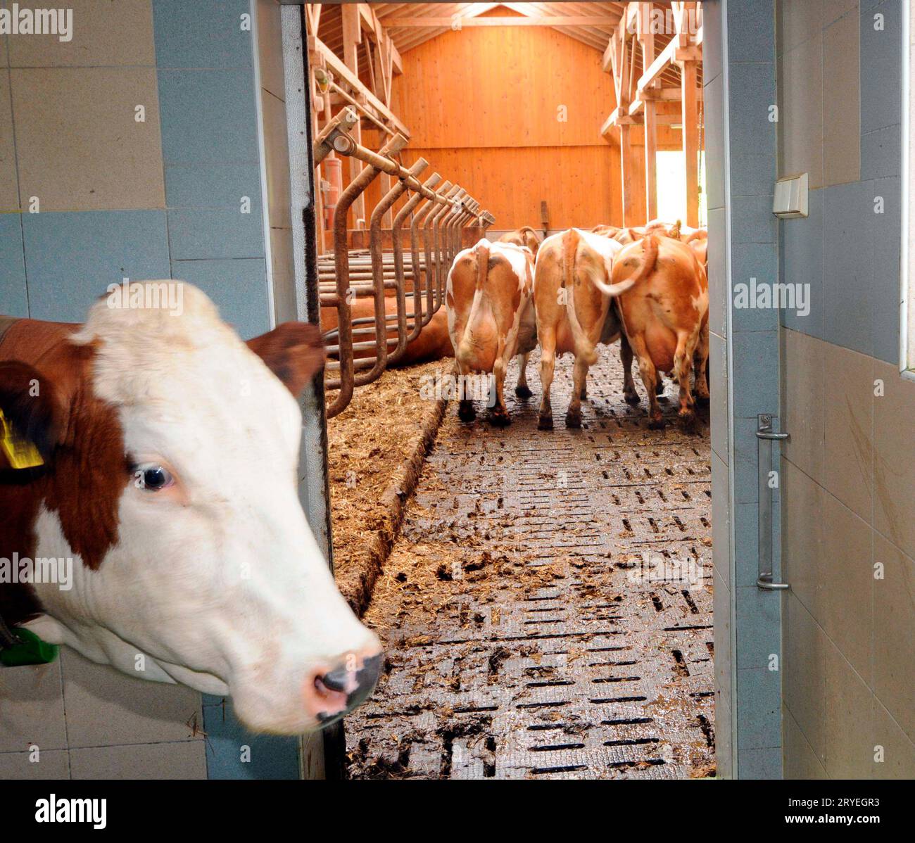 Barn and farm animals grazing hi-res stock photography and images - Alamy