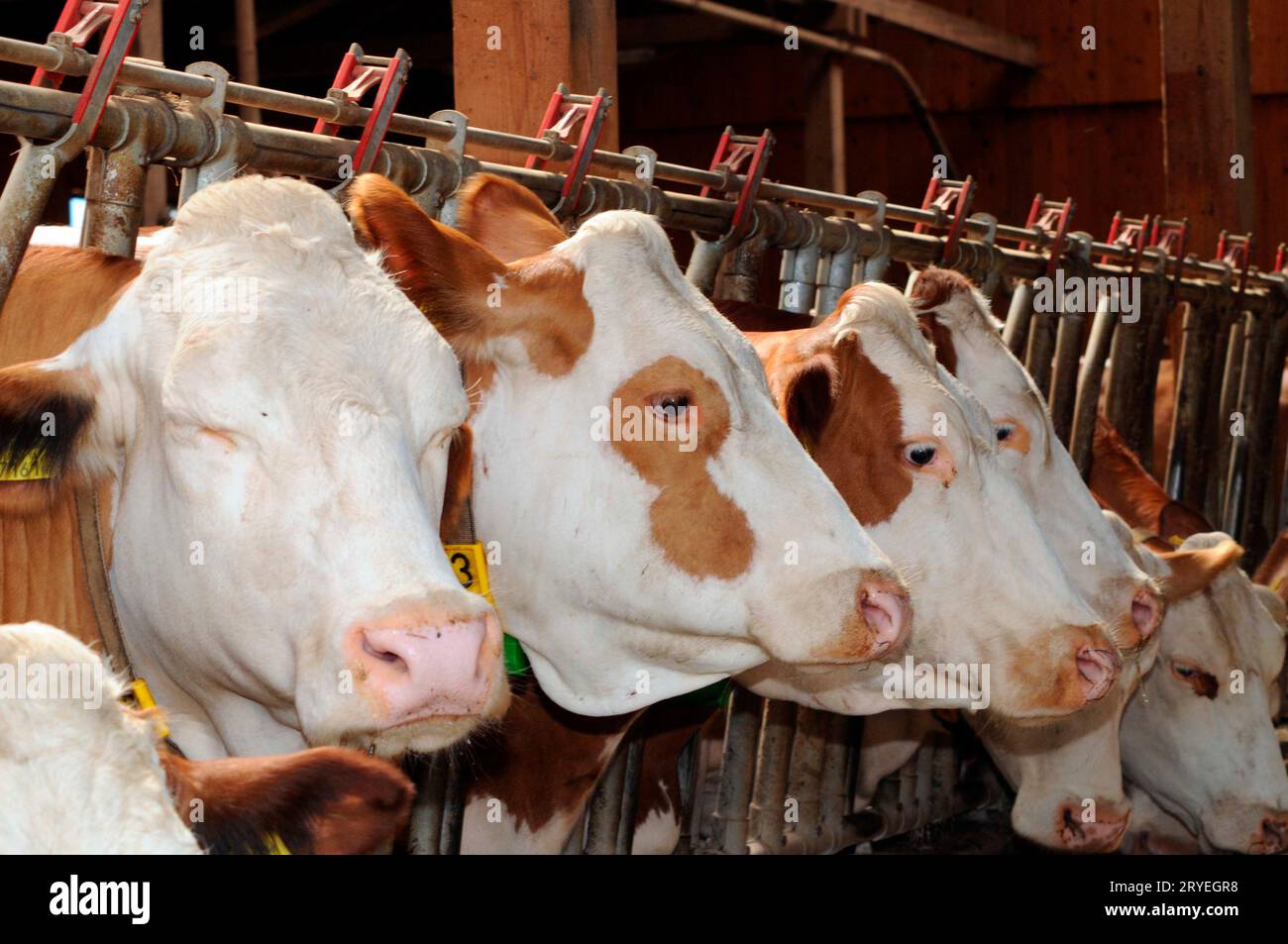 Standing cows hi-res stock photography and images - Alamy