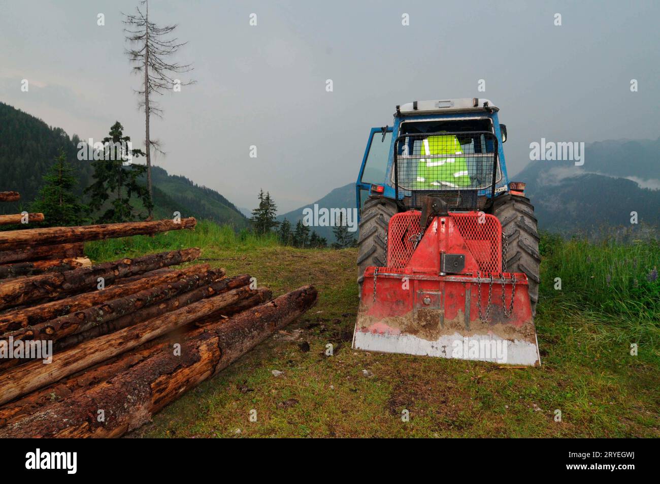 Tractor at timber harvesting in a commercial forest, during a rainy day ...
