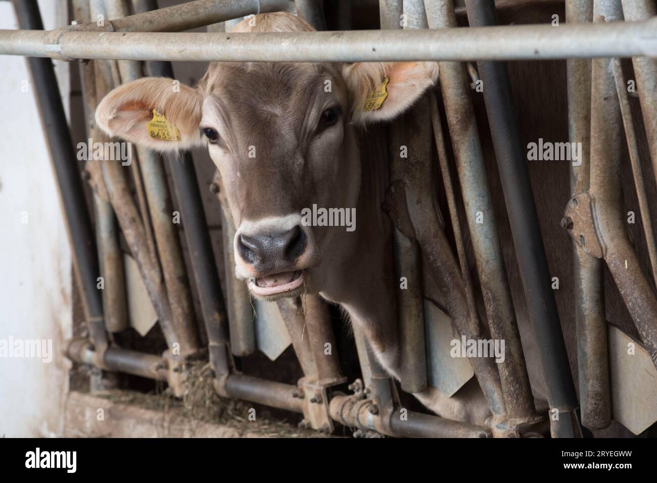 Eu subsidies cattle hi-res stock photography and images - Alamy