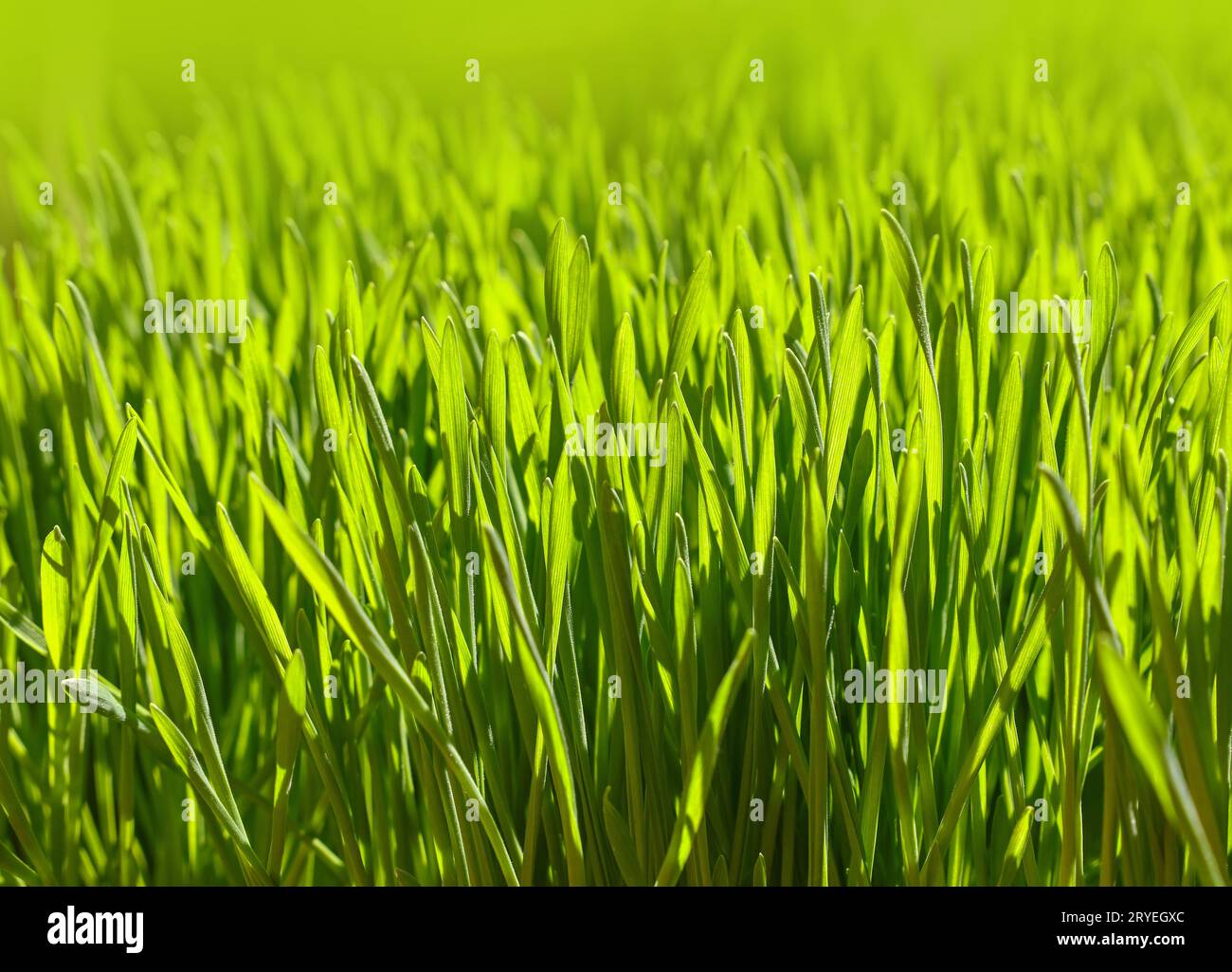 Spring grass low angle hi-res stock photography and images - Alamy
