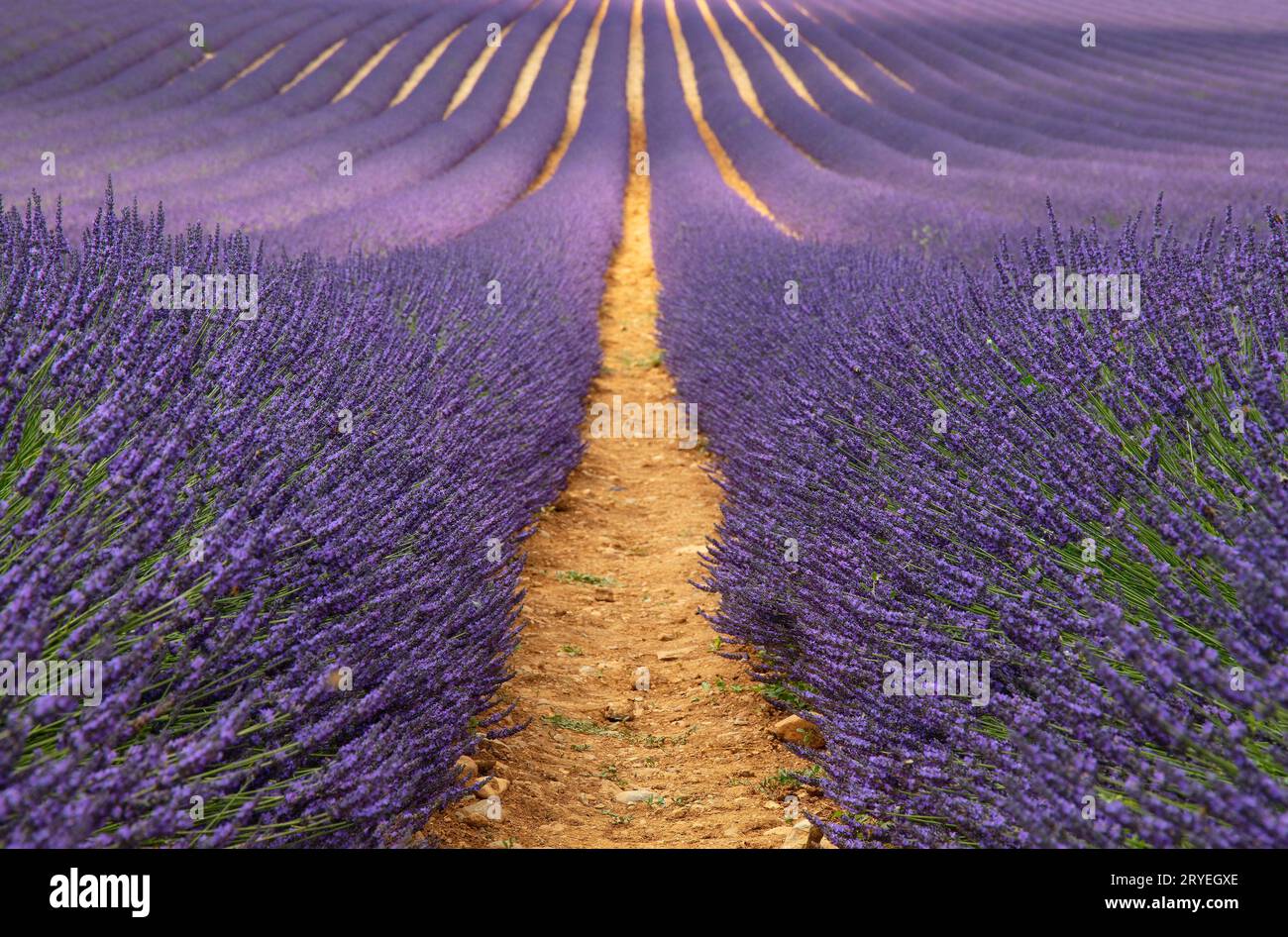 Purple lavender field hi-res stock photography and images - Alamy