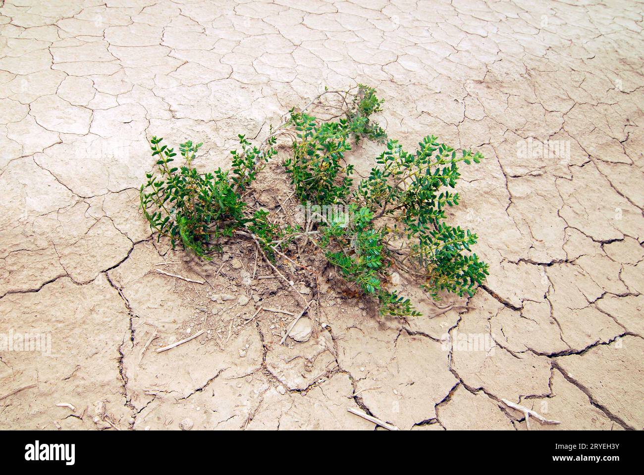 Heat and dryness in nature Stock Photo - Alamy