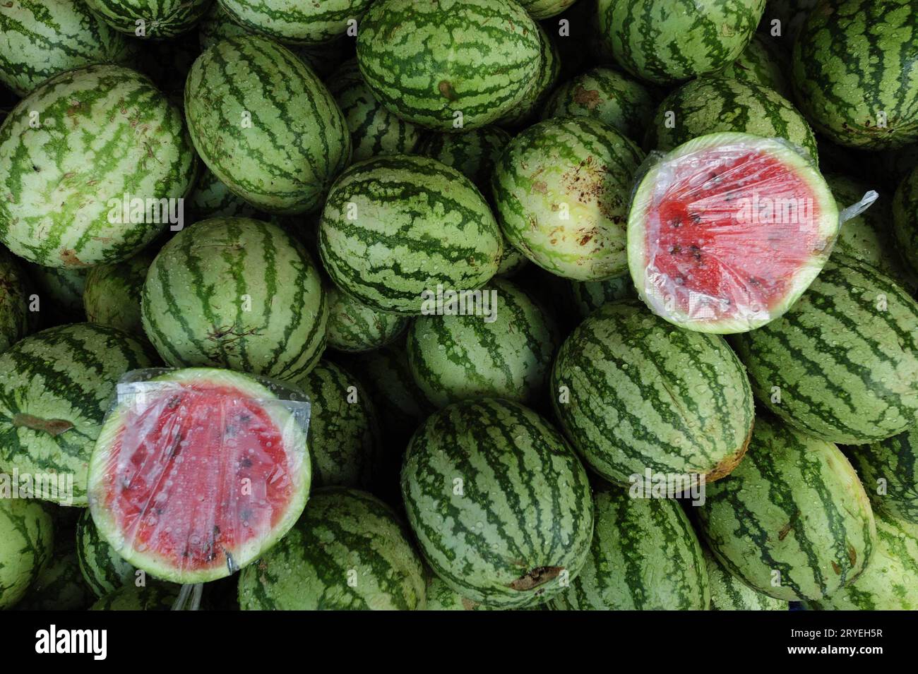 Cultivation of watermelons hi-res stock photography and images - Alamy