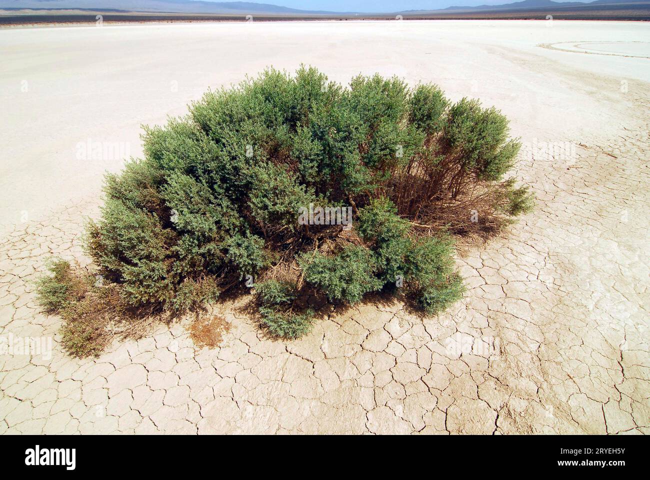Heat and dryness in nature Stock Photo - Alamy