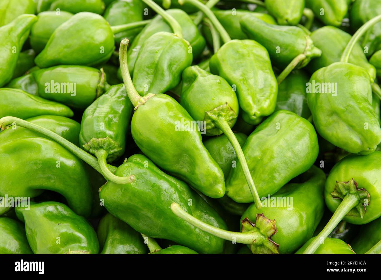 Fresh Padron pepper background Stock Photo - Alamy