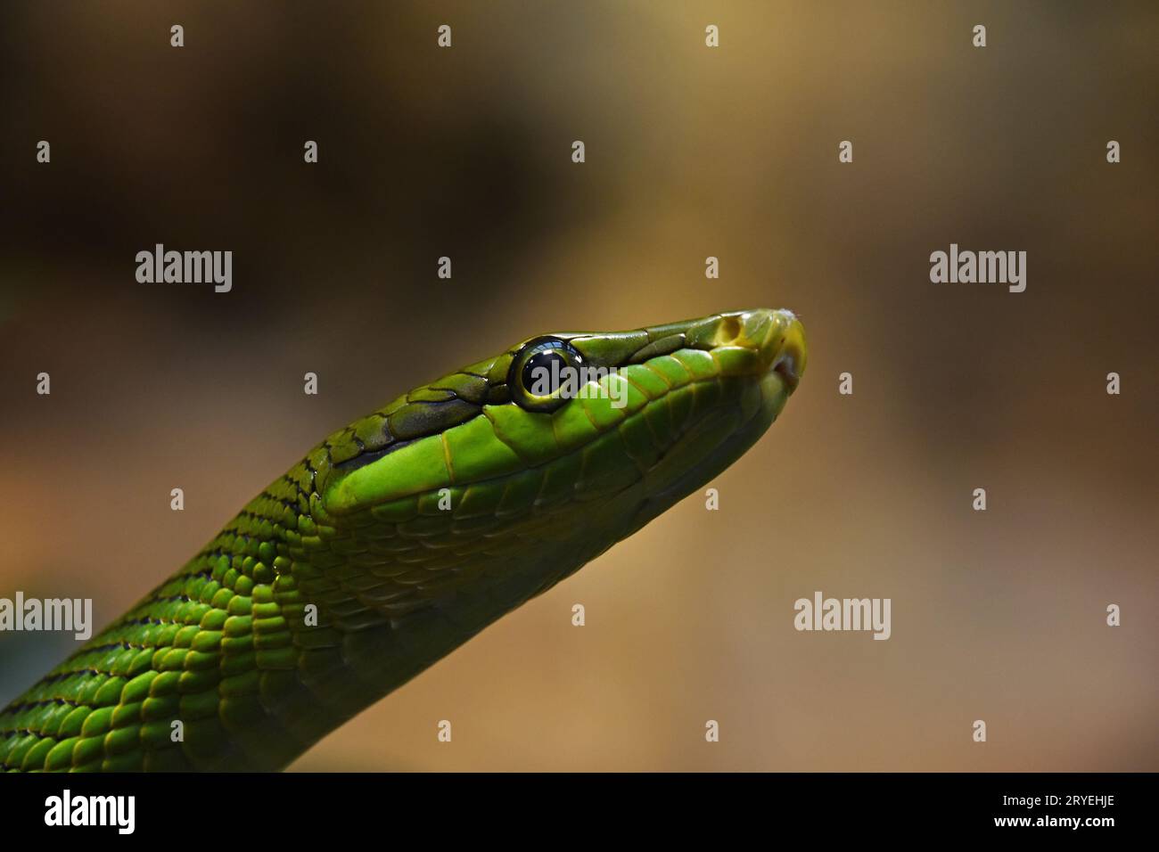 Red tailed green ratsnake in tree leaves Stock Photo - Alamy