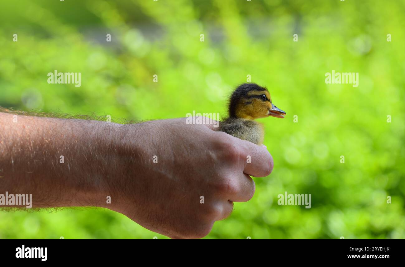 Aviculture breeding hi-res stock photography and images - Alamy