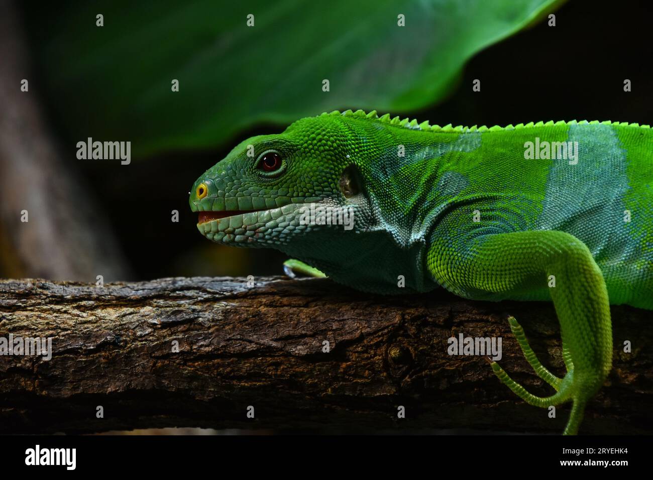 Brachylophus bulabula or Fiji banded iguana female Stock Photo - Alamy