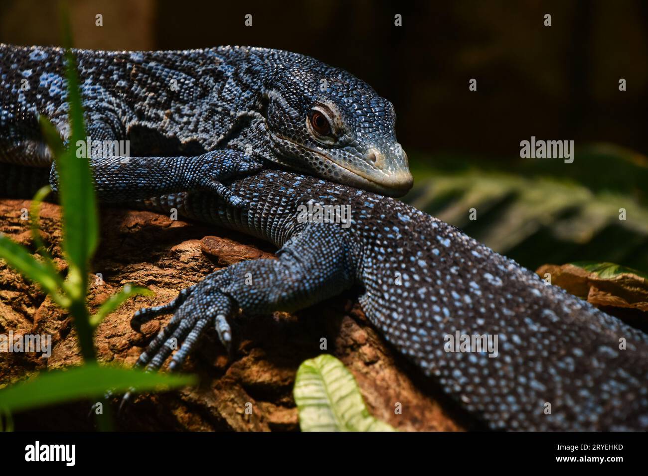 Blue spotted tree monitor hi-res stock photography and images - Alamy
