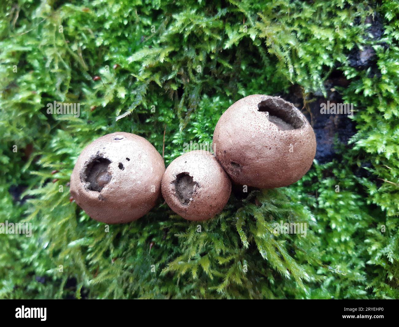 Bovist on a tree Stock Photo - Alamy