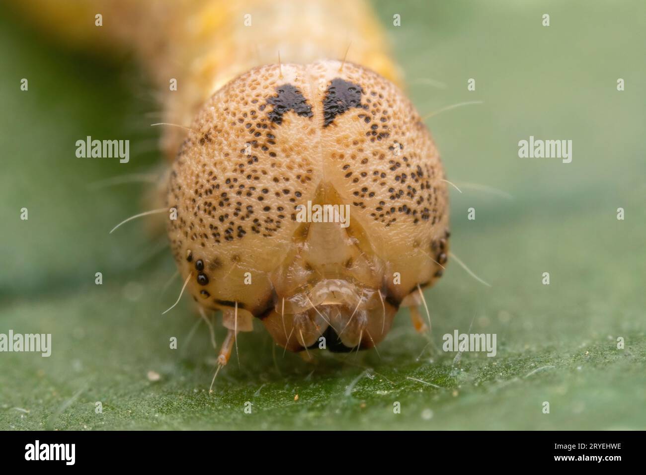 Macro photo of the head of moth larvae Stock Photo - Alamy