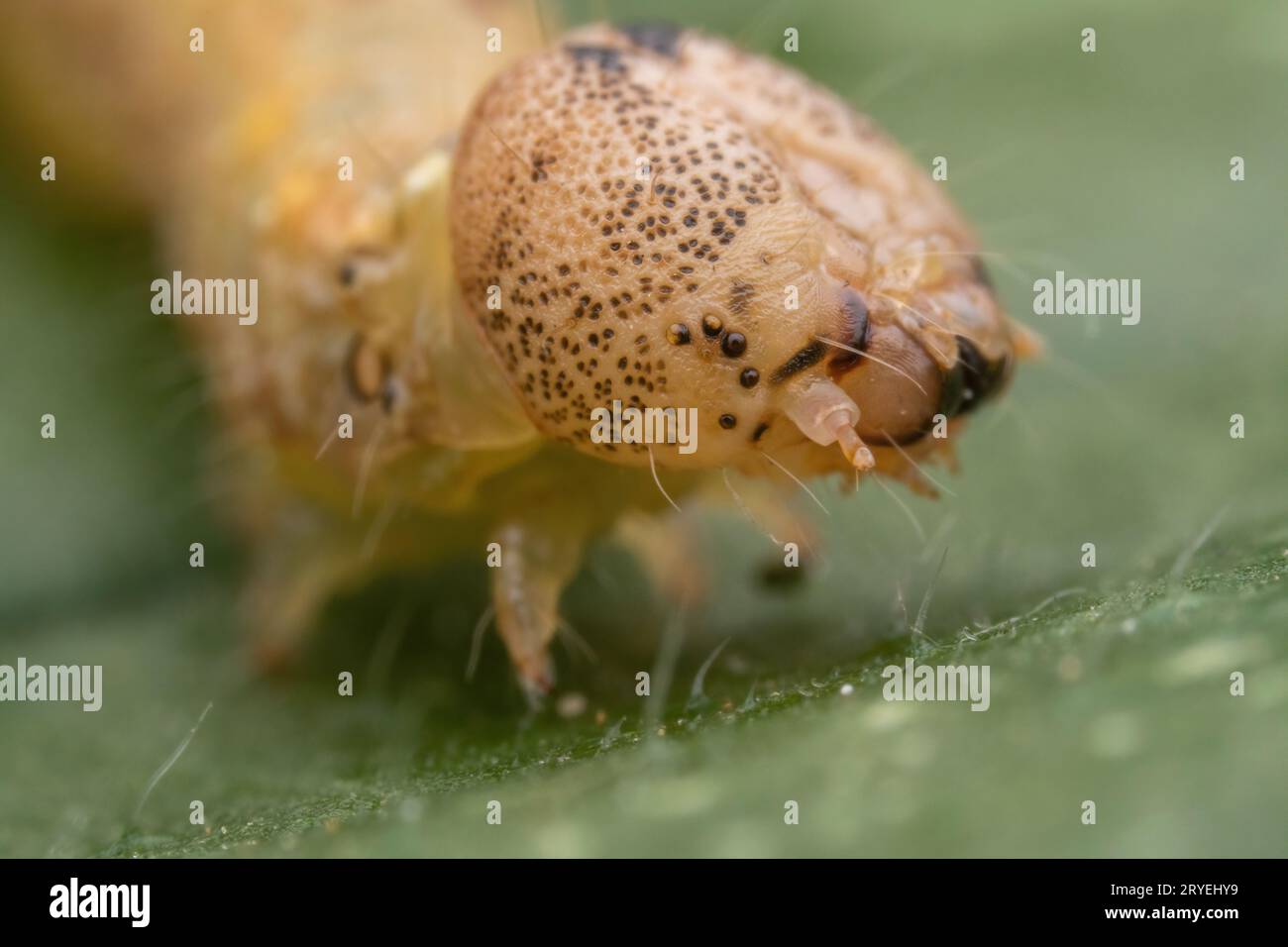 Macro photo of the head of moth larvae Stock Photo - Alamy