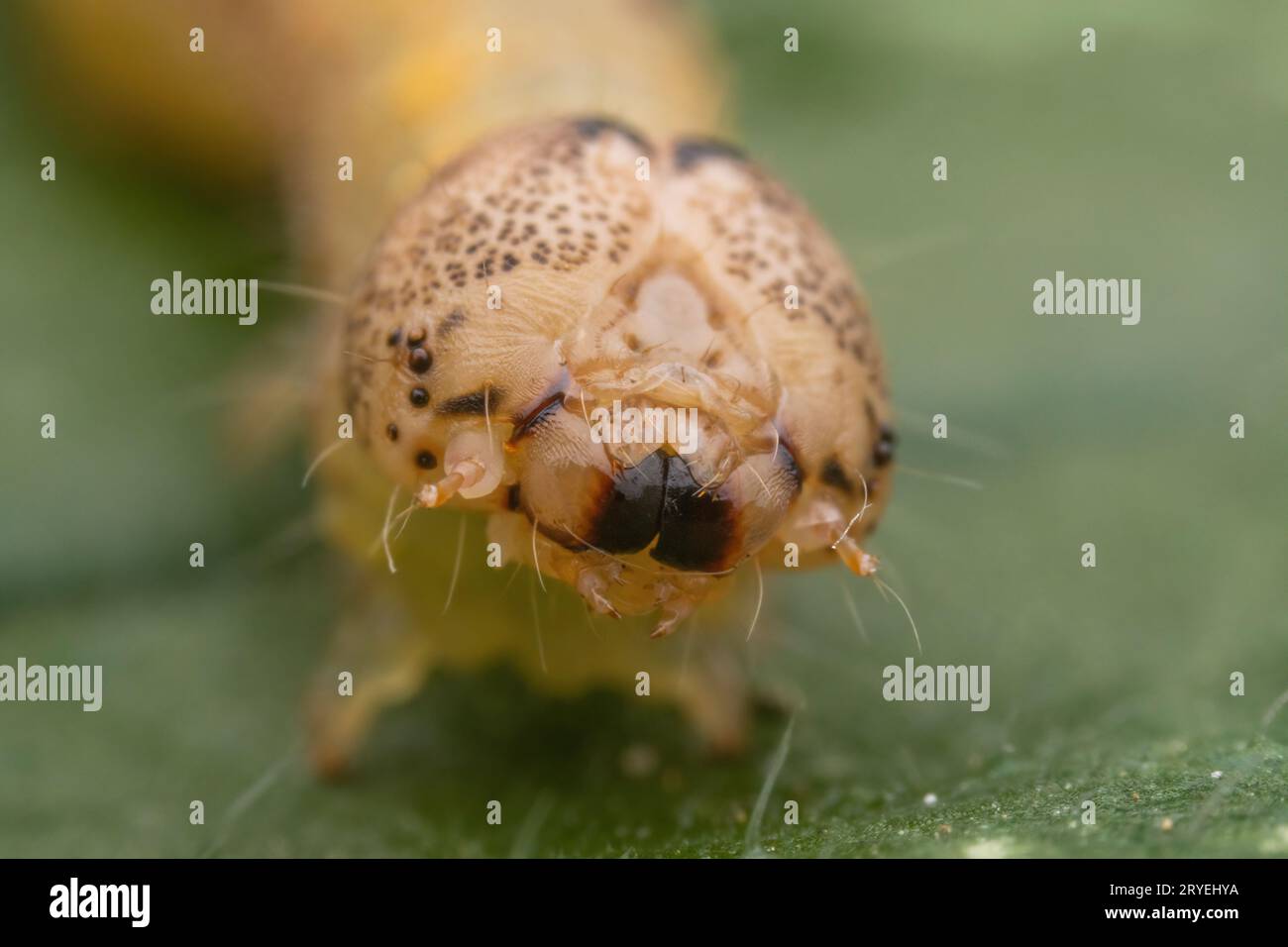 Macro photo of the head of moth larvae Stock Photo - Alamy