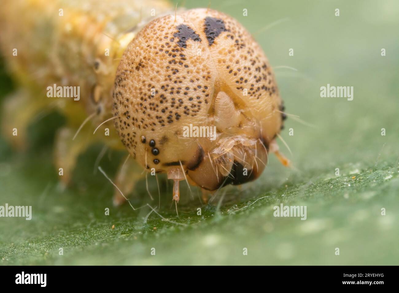 Ferocious insects hi-res stock photography and images - Alamy