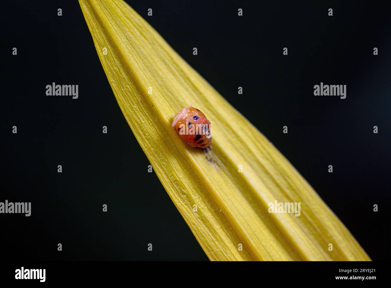 Pupae grass hi-res stock photography and images - Alamy