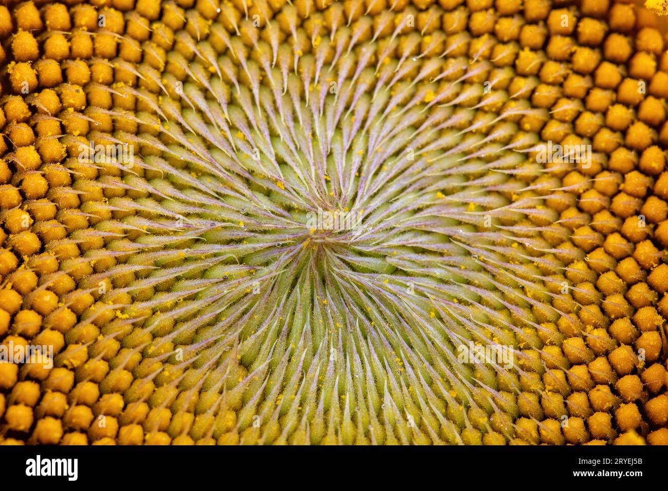 Beautiful sunflower flowers, macro photos Stock Photo - Alamy
