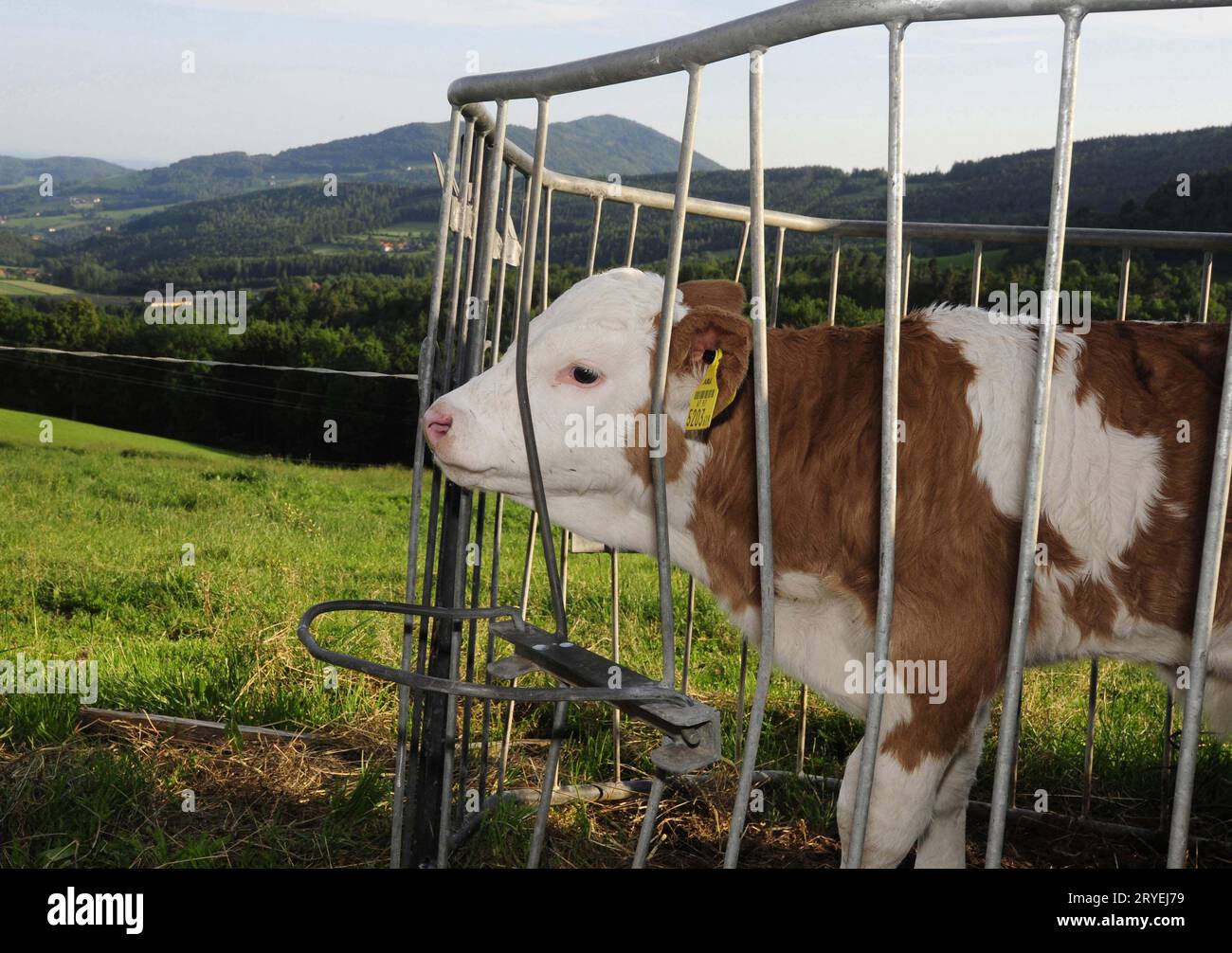 Young calves in cowshed hi-res stock photography and images - Alamy