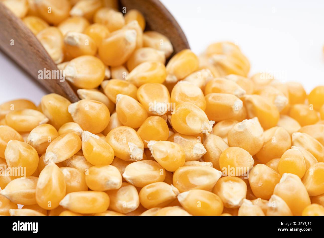 Close up of Corn seeds for popcorn isolated on white background Stock ...