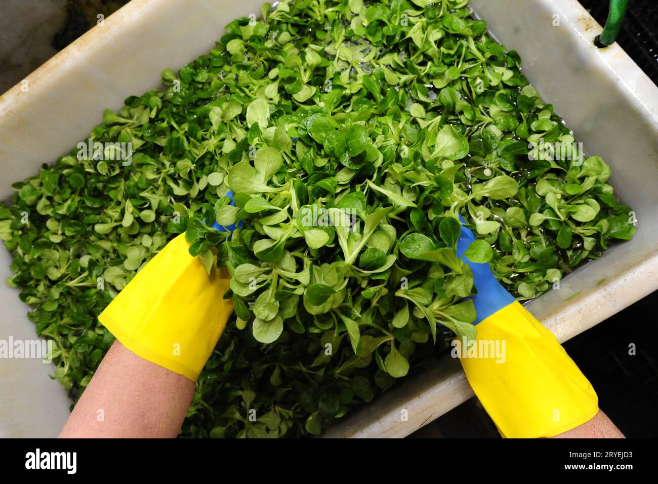 Valerianella locusta, commonly known as lamb's lettuce Stock Photo - Alamy