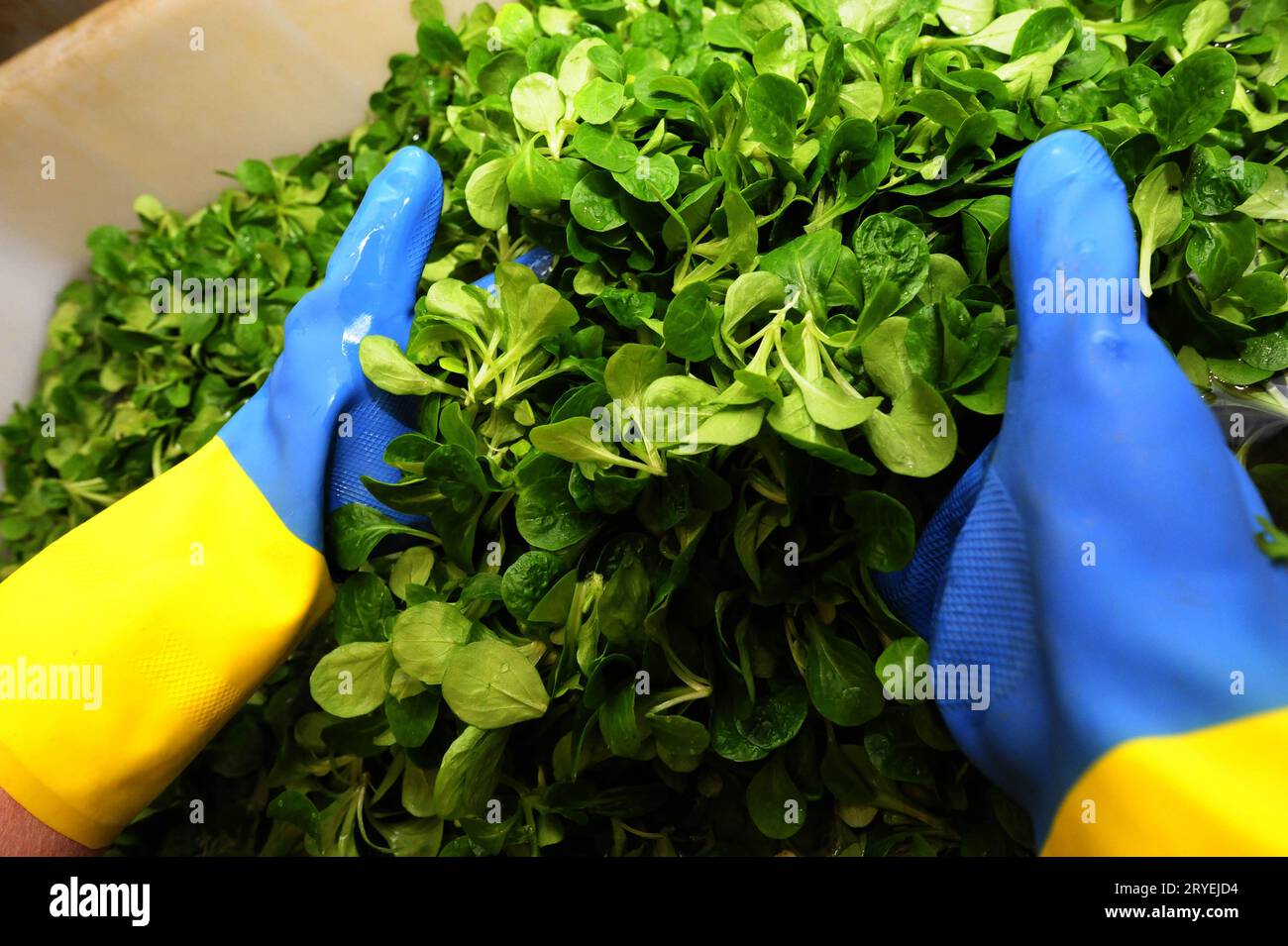 Valerianella locusta, commonly known as lamb's lettuce Stock Photo - Alamy
