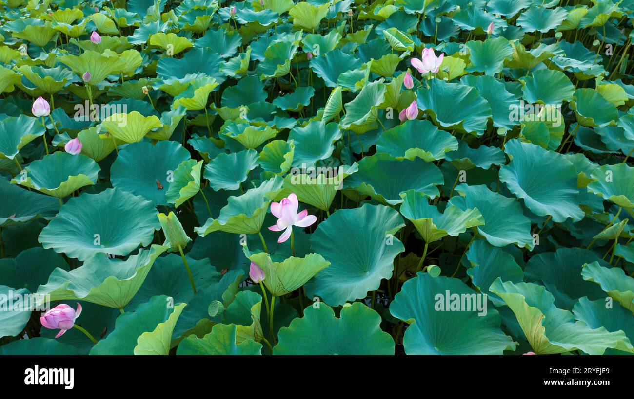 Large area growing lotus leaves in a park in North China Stock Photo ...