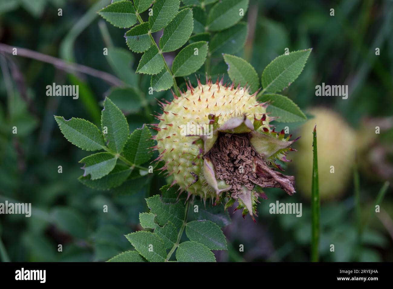 Rosa roxburghii fruit in the Wildlife Botanical Garden, North China ...