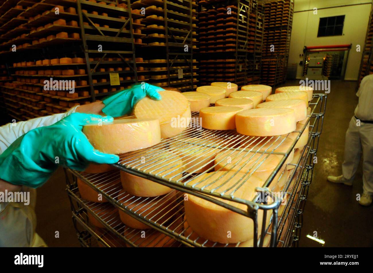 Cheese ripening in industrial food production Stock Photo - Alamy
