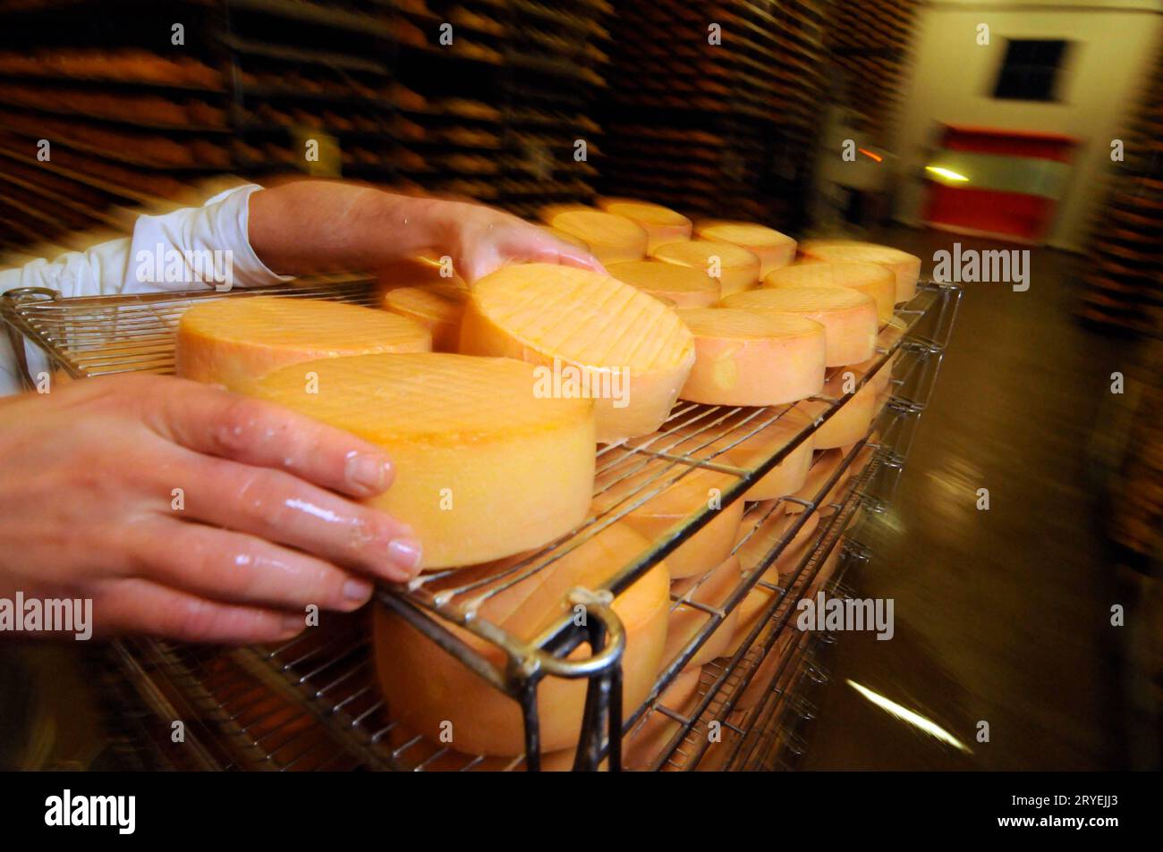 Cheese ripening in industrial food production Stock Photo - Alamy