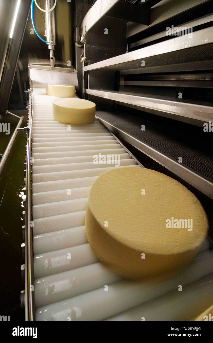 Cheese in industrial food production Stock Photo - Alamy