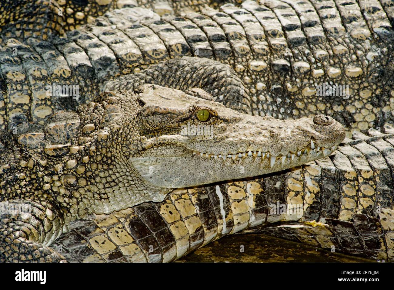 A crocodile farm in vietnam Stock Photo - Alamy