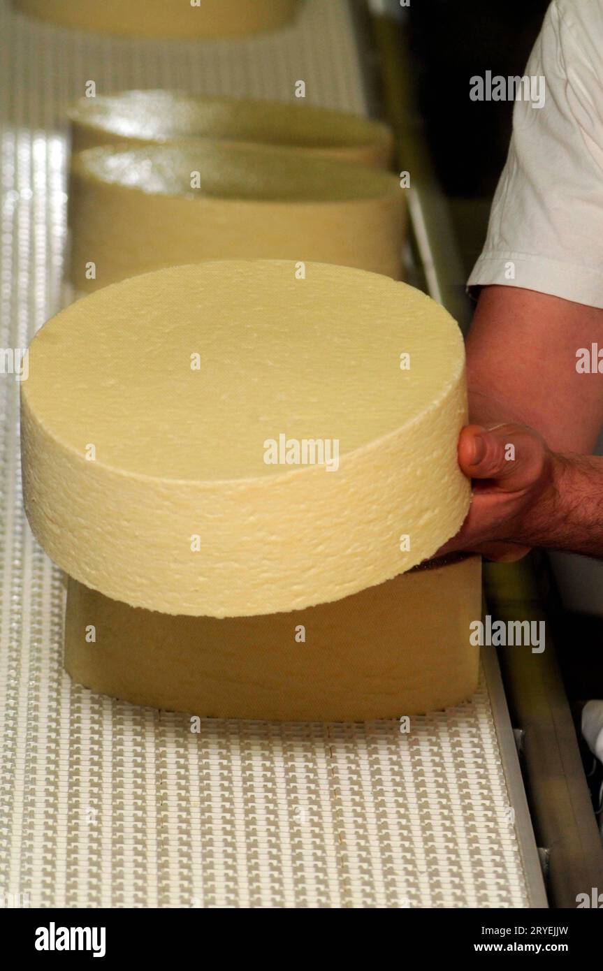 Cheese in industrial food production Stock Photo - Alamy