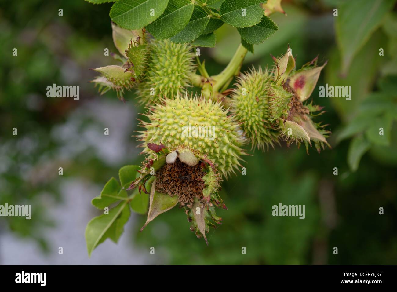 Rosa roxburghii fruit in the Wildlife Botanical Garden, North China ...