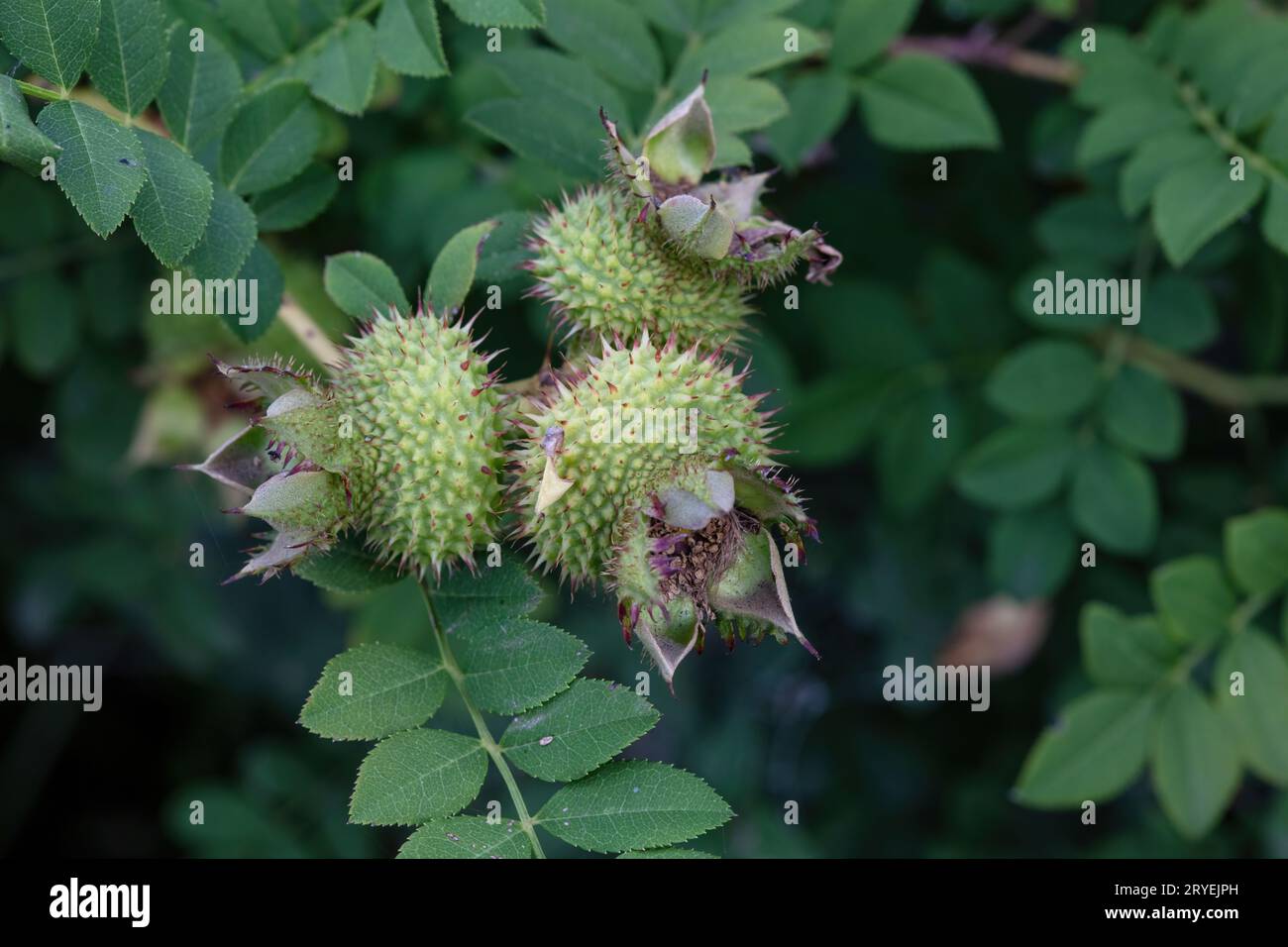 Rosa roxburghii fruit in the Wildlife Botanical Garden, North China ...