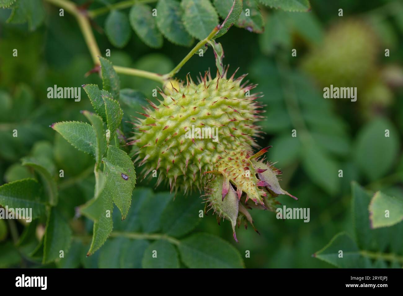 Rosa roxburghii fruit in the Wildlife Botanical Garden, North China ...