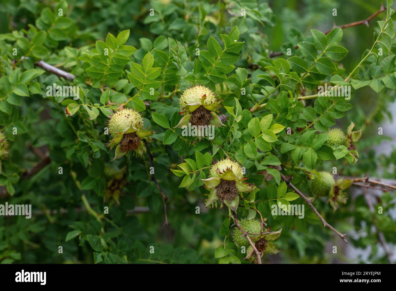Rosa roxburghii fruit in the Wildlife Botanical Garden, North China ...