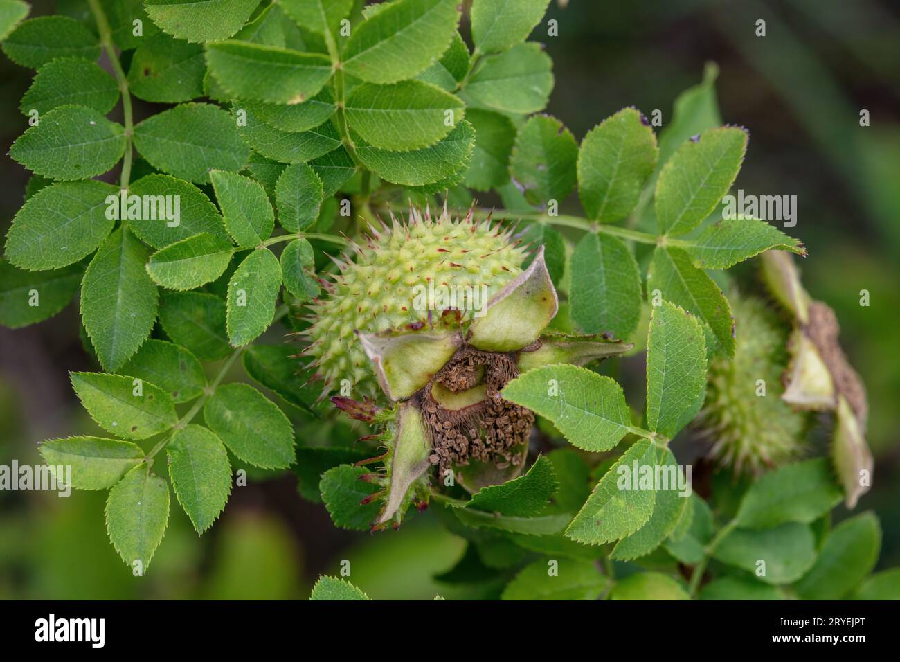 Rosa roxburghii fruit in the Wildlife Botanical Garden, North China ...