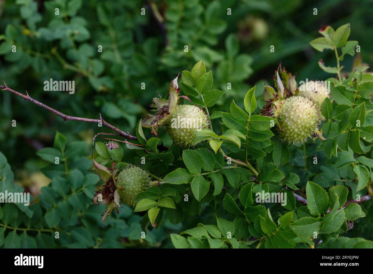 Rosa roxburghii fruit in the Wildlife Botanical Garden, North China ...