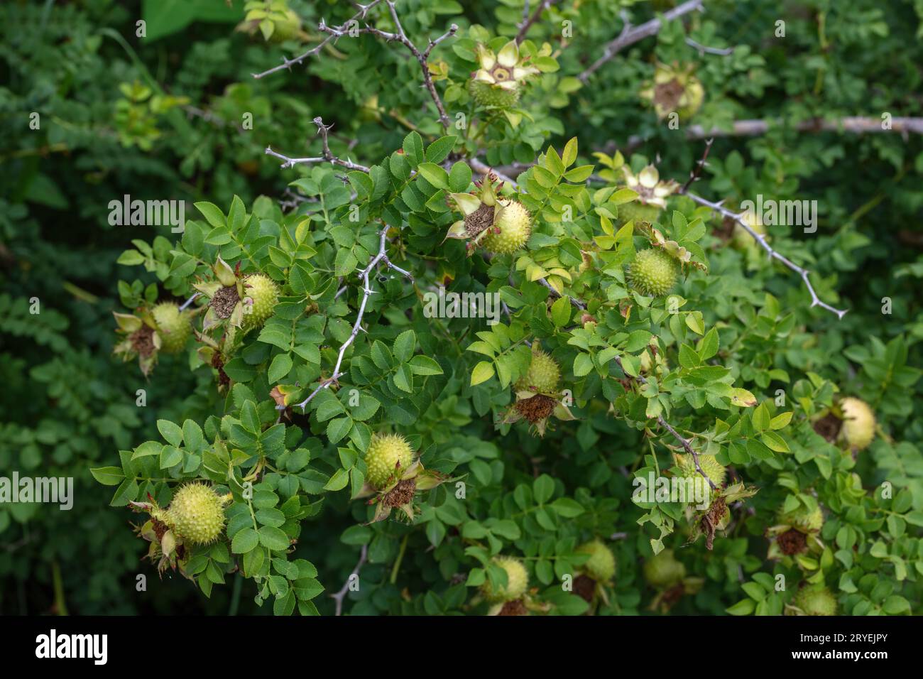Rosa roxburghii fruit in the Wildlife Botanical Garden, North China ...