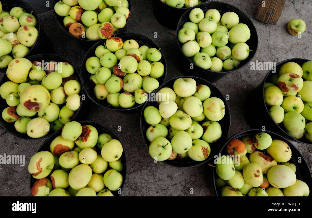 Fresh apples, sweet and healthy fruits Stock Photo - Alamy