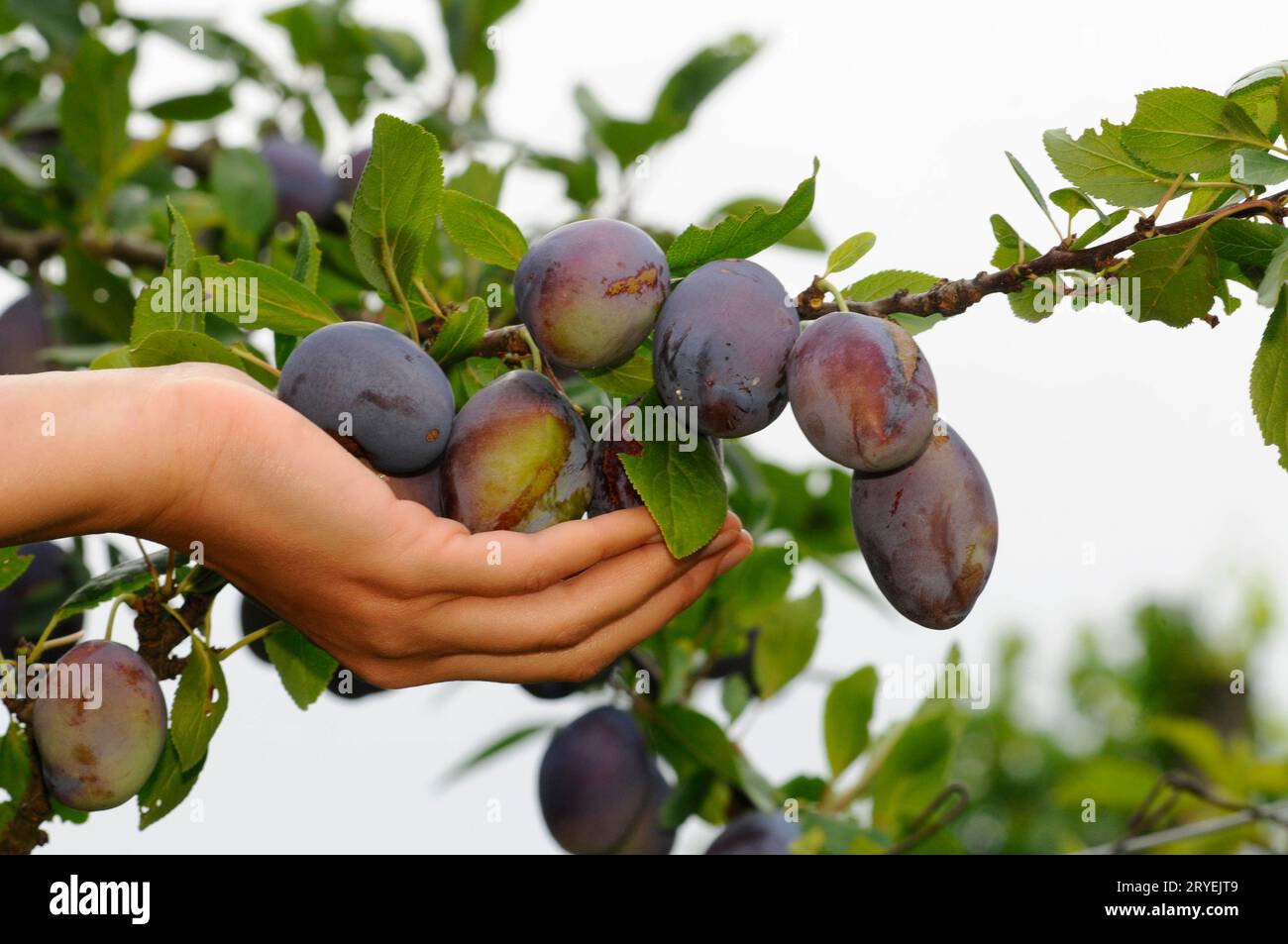 Fresh and ripe harvested plums Stock Photo - Alamy