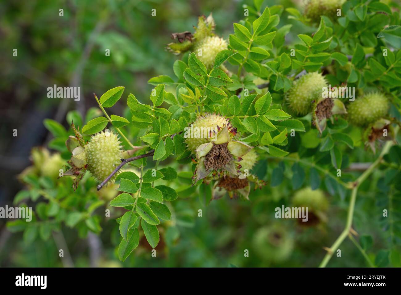 Rosa roxburghii fruit in the Wildlife Botanical Garden, North China ...