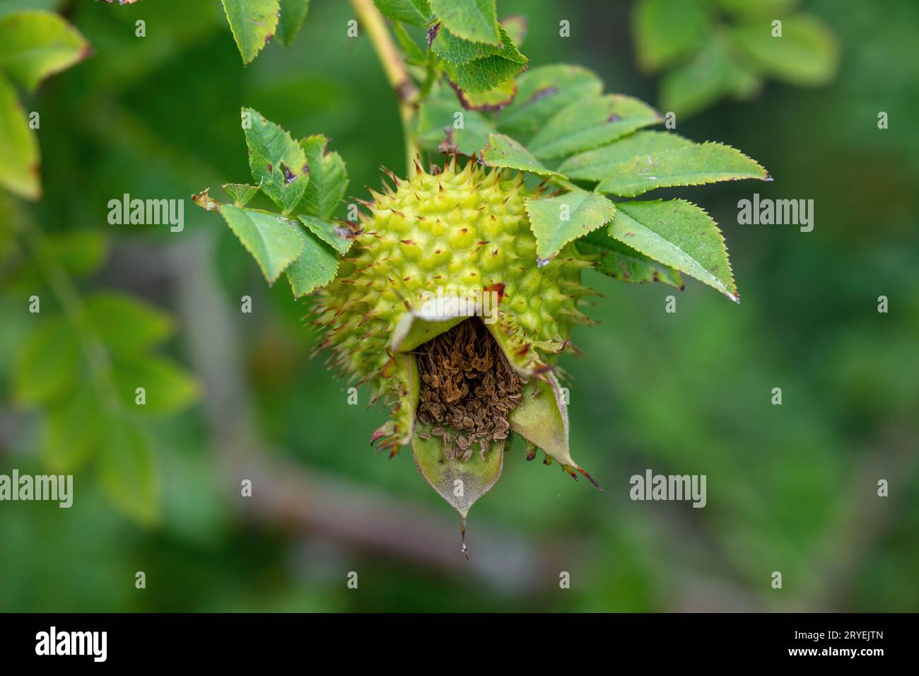Rosa roxburghii fruit in the Wildlife Botanical Garden, North China ...