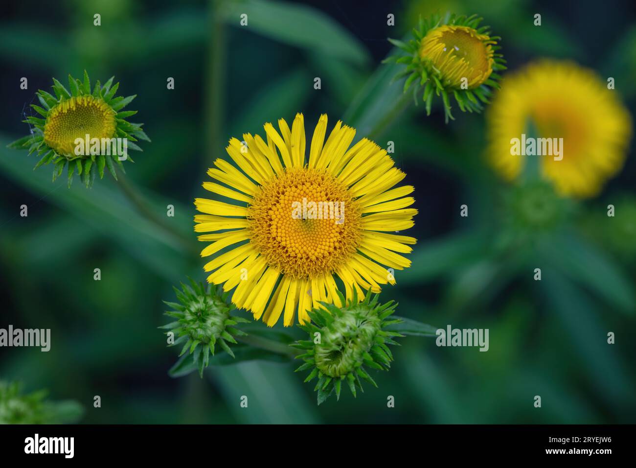 Inula japonica hi-res stock photography and images - Alamy