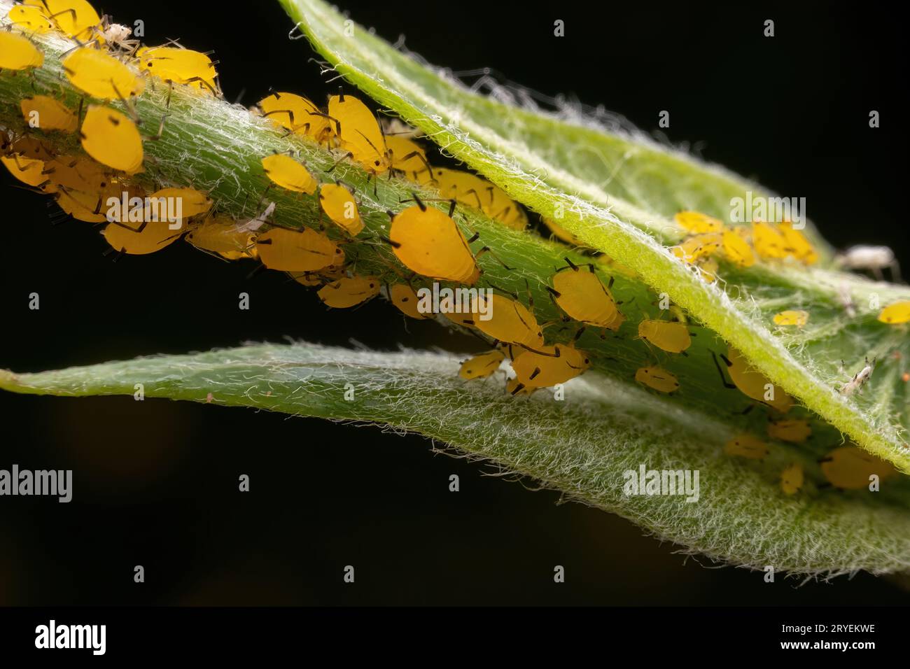 Yellow aphids inhabit wild plants in North China Stock Photo - Alamy