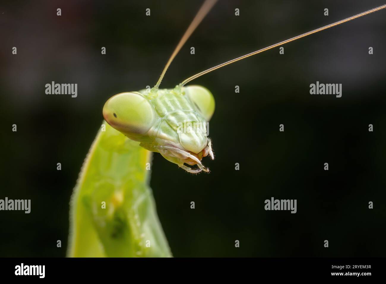 Mantis head hi-res stock photography and images - Alamy